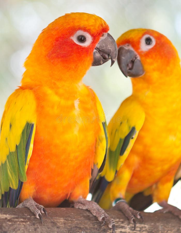Pair of parrots stock image. Image of feather, nature - 67398089