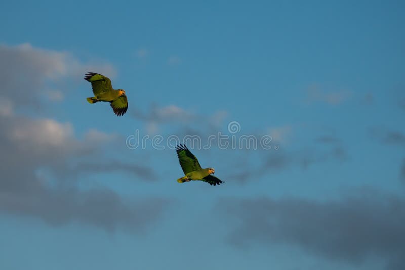 Pair of Parrots Flying in a Blue Sky Stock Image - Image of summer ...