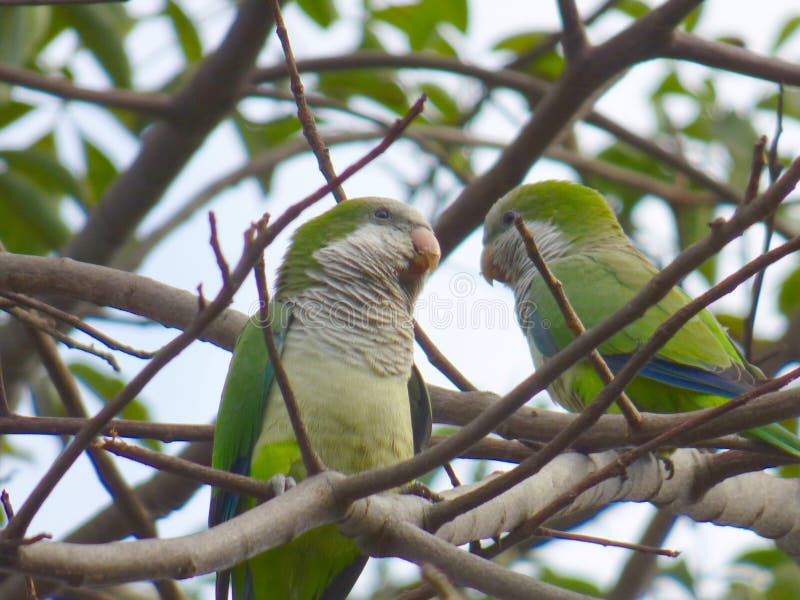 Pair of Parrots. Green Parrots. Couple of Parrots Stock Image - Image ...