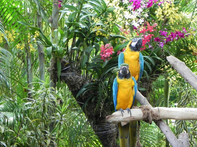Pair of Parrots (landscape) Stock Image - Image of animal, bird: 65424219