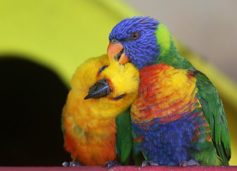 Pair of parrots stock photo. Image of vibrant, beak, animal - 41087530