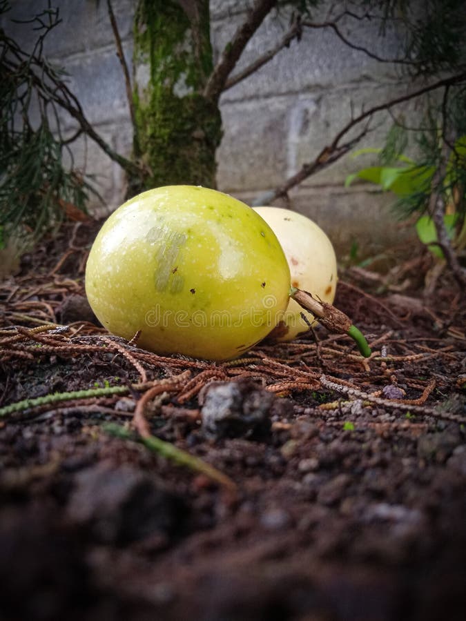 A Pair of Passion Fruit Under a Pine Stock Image - Image of pair, pine ...