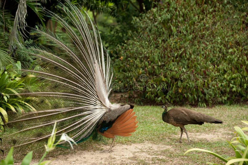 Pair of peacocks . stock photo. Image of multi, avian - 24497944