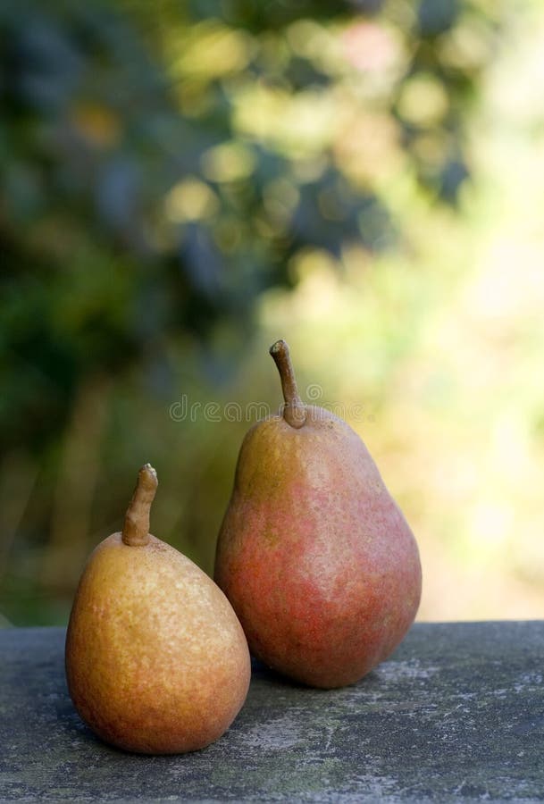 Healthy Tan stock photo. Image of fine, diagonal, pears - 387990