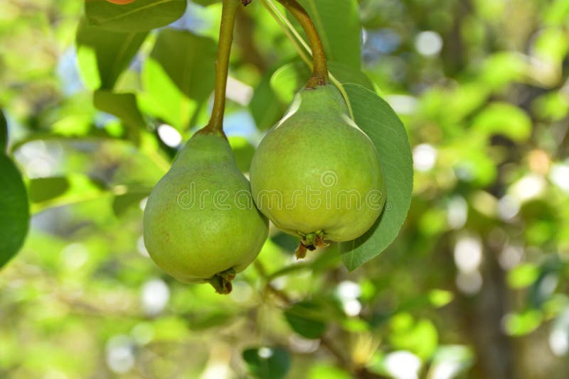 Pair of Pears stock image. Image of botany, lemon, isolated - 105560353