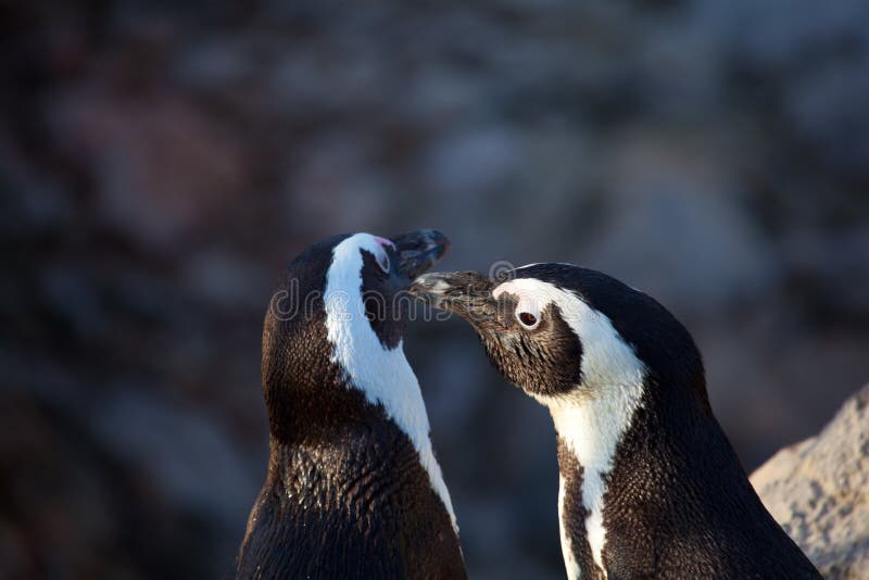 Pair of penguins stock photo. Image of arctic, wings - 13366354