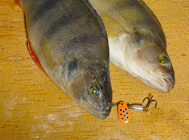 Pair of perches stock photo. Image of sheets, silver - 37077136