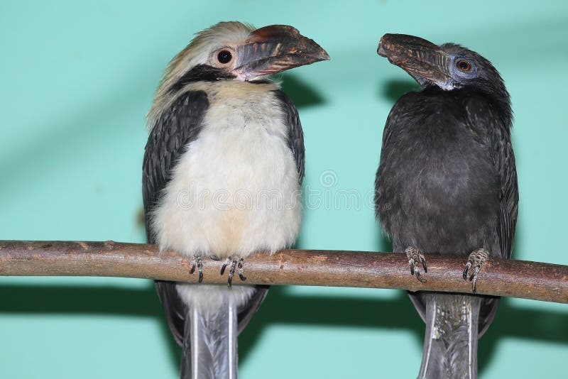 Luzon hornbill stock photo. Image of animal, pair, female - 107679444