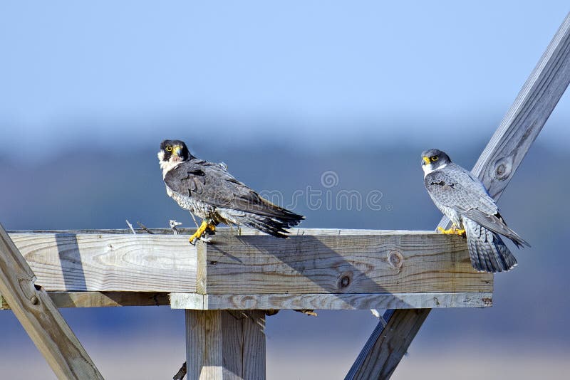 Pair of Peregrine Falcon S in Nest Stock Photo - Image of majestic ...