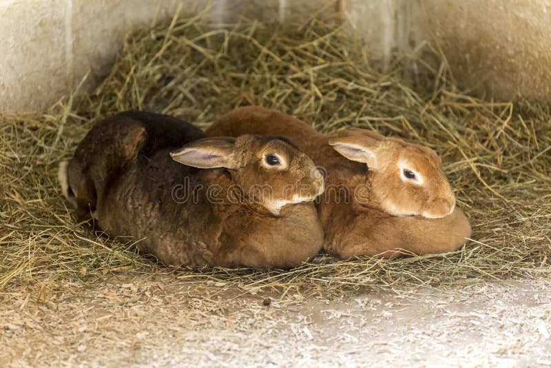 Pair of pet rabbits stock photo. Image of whiskers, rabbits - 42628934