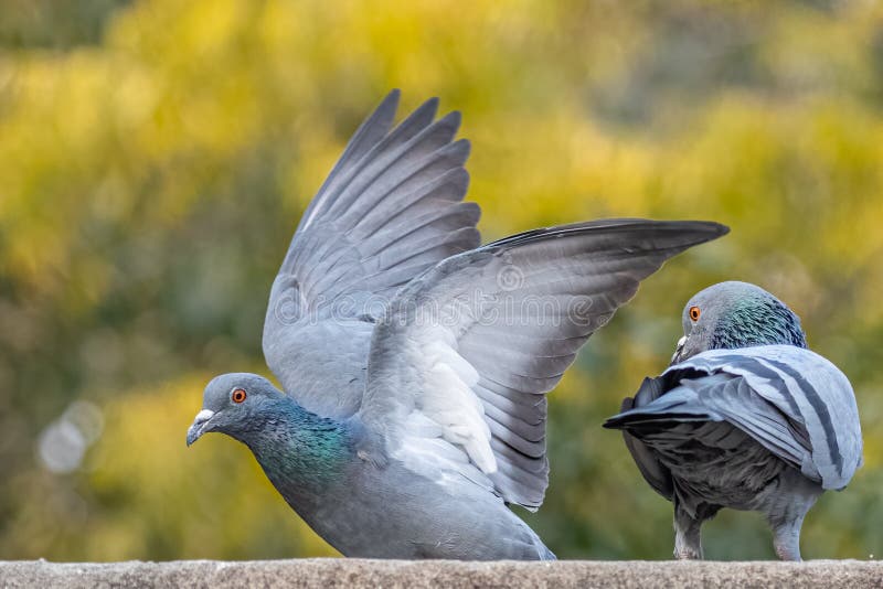 A Pair of Pigeons Resting on a Wall Stock Photo - Image of wildlife ...