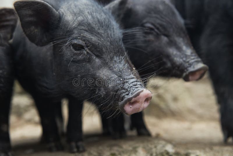 A pair of pigs stock image. Image of farm, boar, feed - 48423331