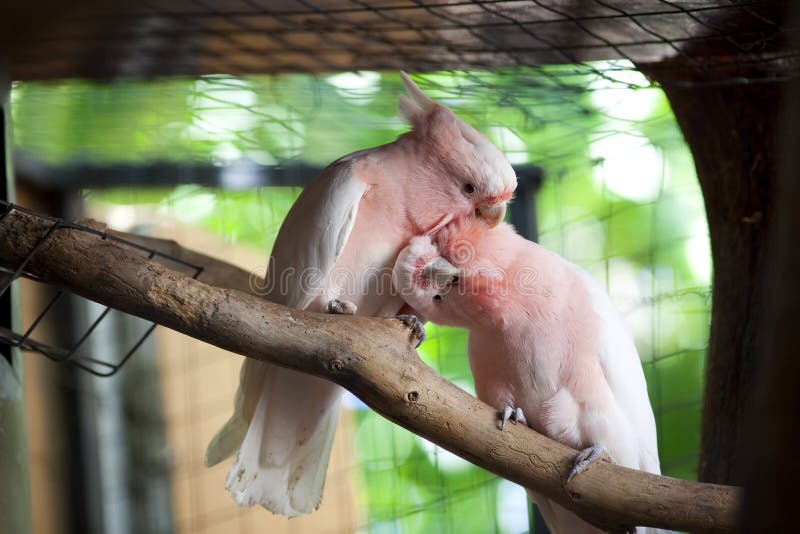 Pair of pink parrots stock photo. Image of curiosity - 17495936