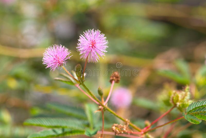 Powder Puff Flowers stock image. Image of flowering - 154131801