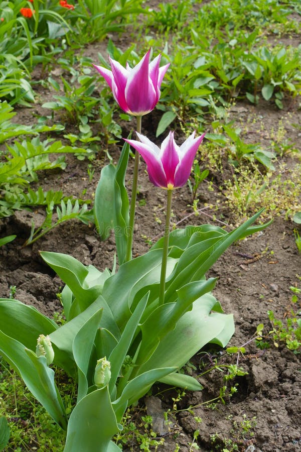 Pair of Pink and White Flowers of Lily-flowered Tulips Stock Photo ...