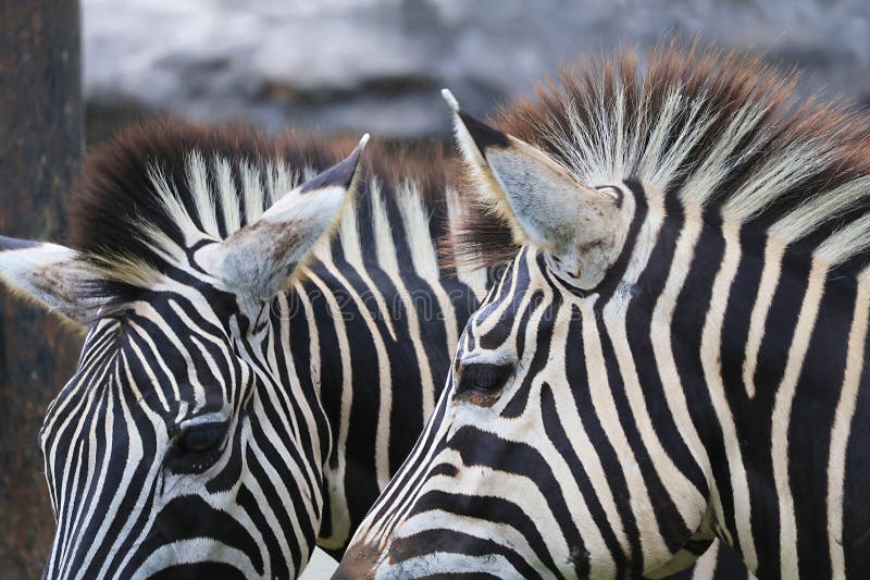 Plains Zebras Relaxing in an Open Zoo Stock Image - Image of quagga ...