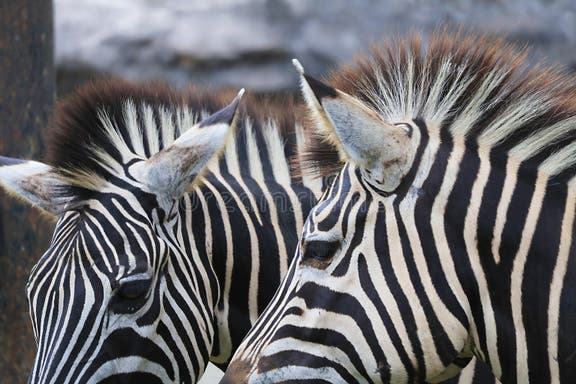 Plains Zebras Relaxing in an Open Zoo Stock Image - Image of quagga ...