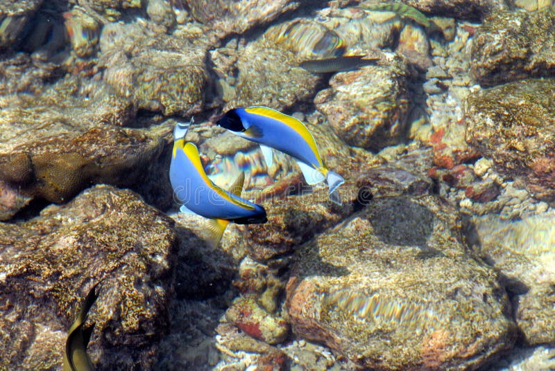 A Pair of Powder Blue Surgeon Fish Stock Photo - Image of surgeon ...