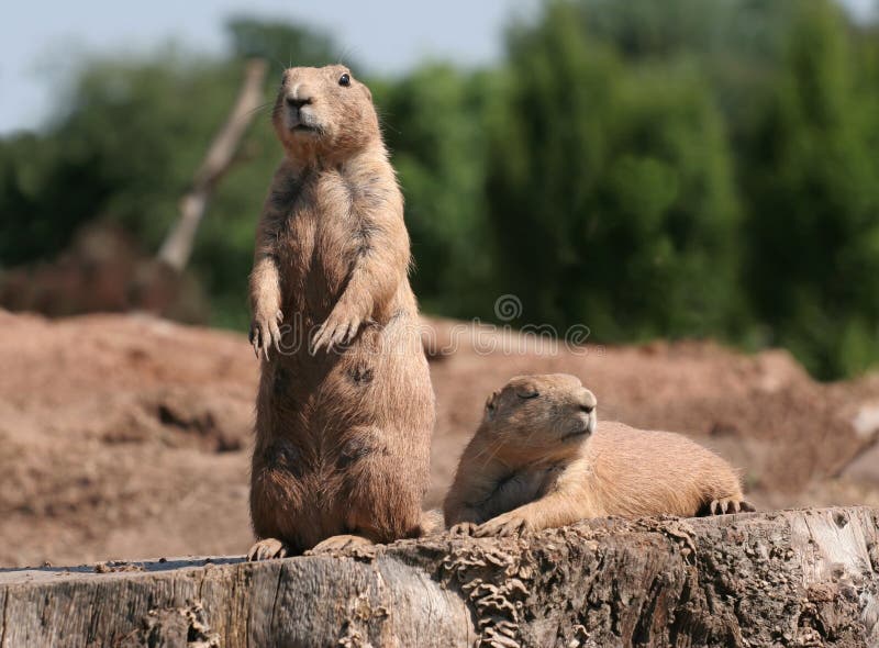A Pair of Prairie Dogs stock image. Image of whiskers - 1022191