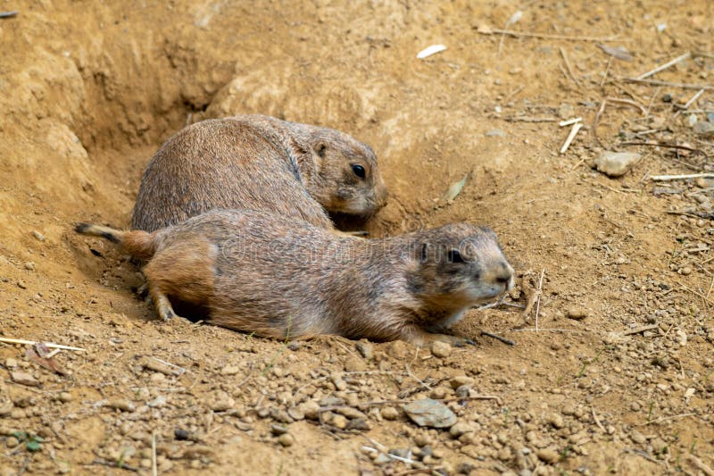 Pair of Prairie Dogs Cynomys Exchanging Loving Effusions and Appearing ...