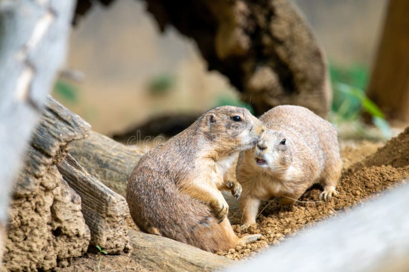 Pair of Prairie Dogs Cynomys Exchanging Loving Effusions and Appearing ...