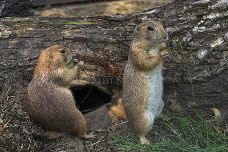 Pair of Prairie Dogs Eat Green Grass Stalk on Trunk Stock Photo - Image ...