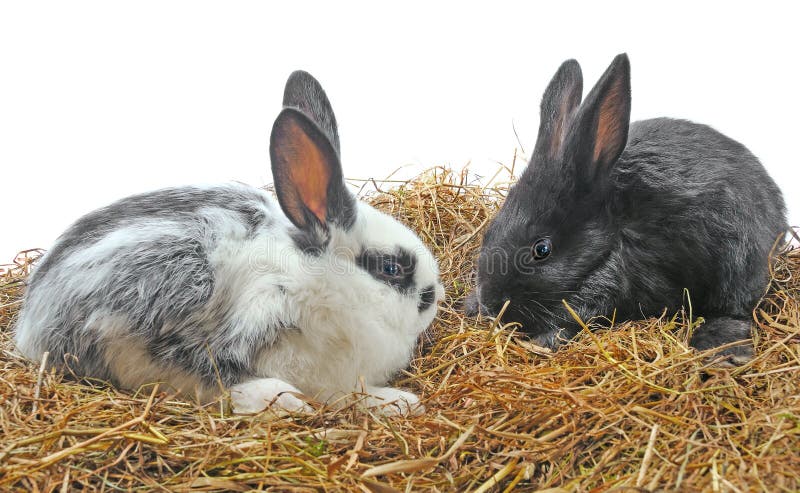 Twin rabbits stock image. Image of young, face, twin, rodent - 4376163