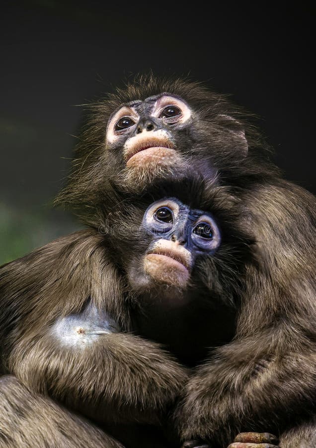 A Pair of Primates Show Love for Each Other Stock Image - Image of ...