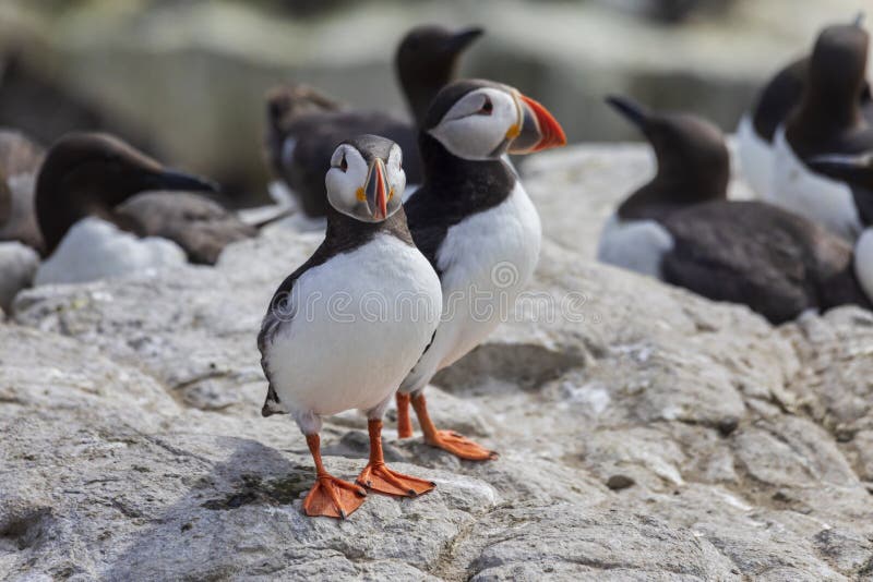 Pair of Puffins on the Ground Stock Photo - Image of coastal, wings ...