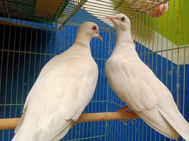 A Pair of Pure White Birds in a Cage Stock Image - Image of cage, macaw ...