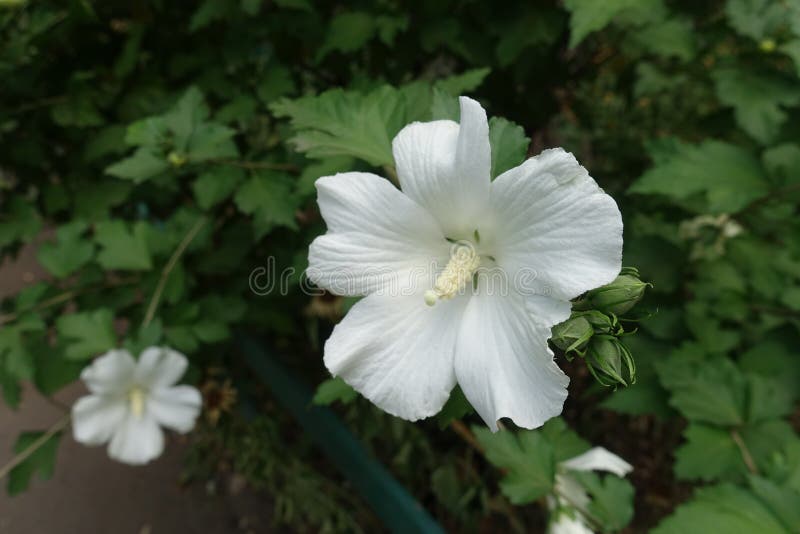 Pure White Flowers Hibiscus Syriacus Stock Photos - Free & Royalty-Free ...