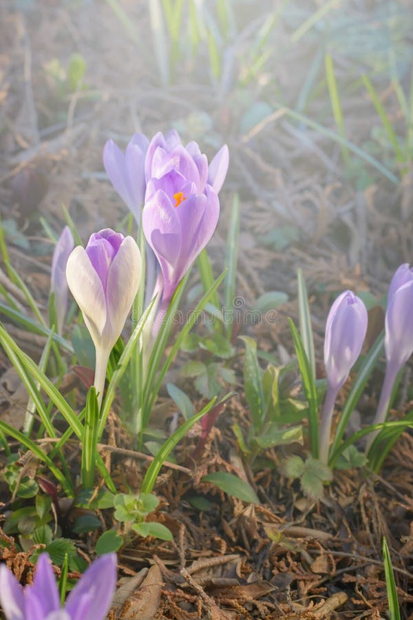 Pair of Purple Crocuses Growing from the Ground Stock Photo - Image of ...