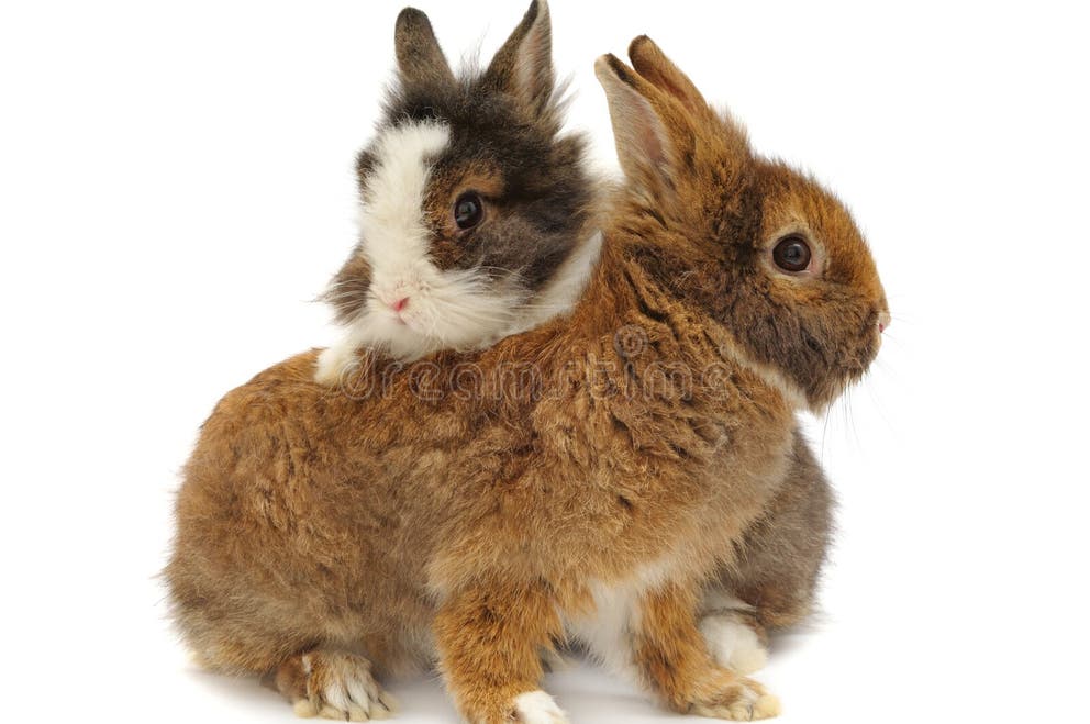 Pair of rabbits stock photo. Image of rabbit, bunny, grey - 19280940