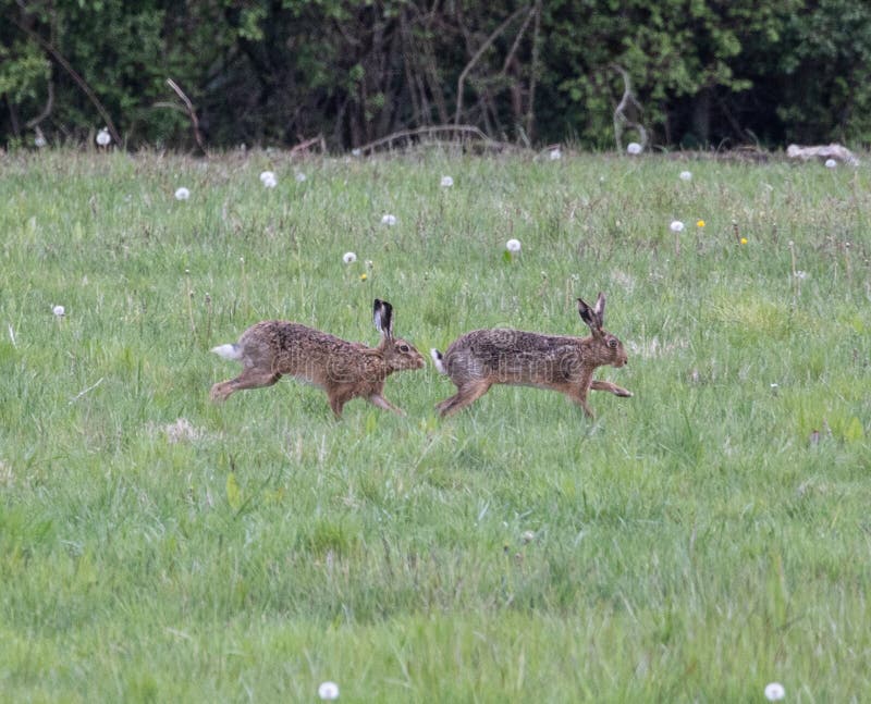862 Rabbits Forest Stock Photos - Free & Royalty-Free Stock Photos from ...