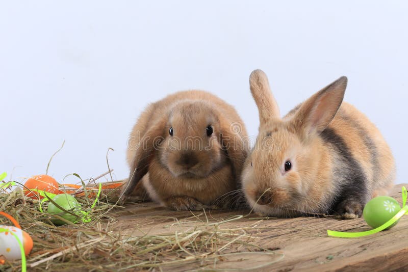 Pair of rabbits stock photo. Image of profile, eyes, mammal - 51870900