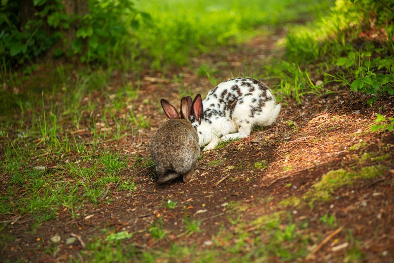 Pair of rabbits outdoors stock image. Image of card - 183821433