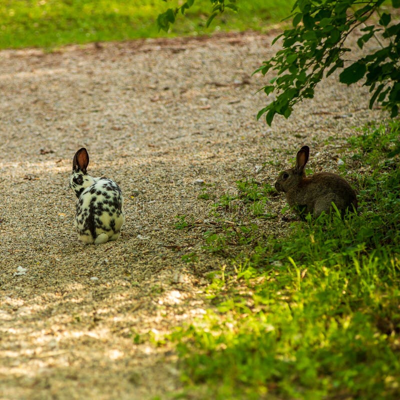 Pair of rabbits outdoors stock photo. Image of animal - 183821350