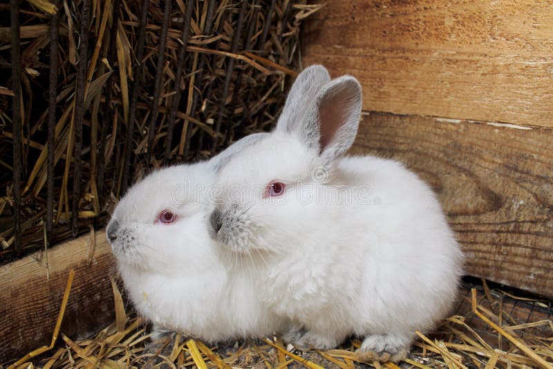 A pair of rabbits. stock image. Image of animal, rabbit - 31056805