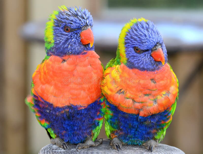 Rainbow Lorikeets stock photo. Image of colour, colors - 5802638