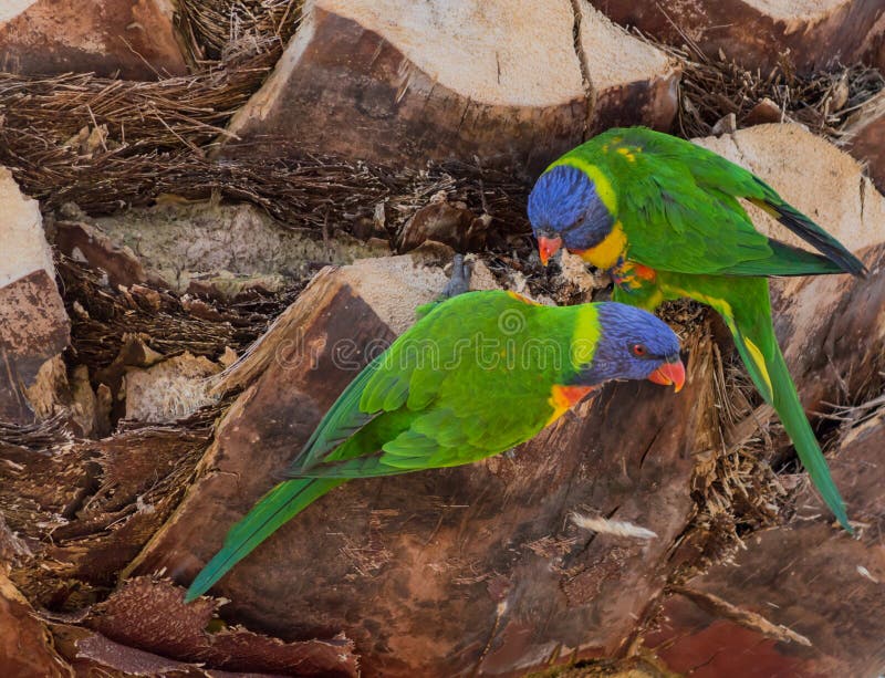 Nesting Lorikeets stock image. Image of nesting, south - 125764637