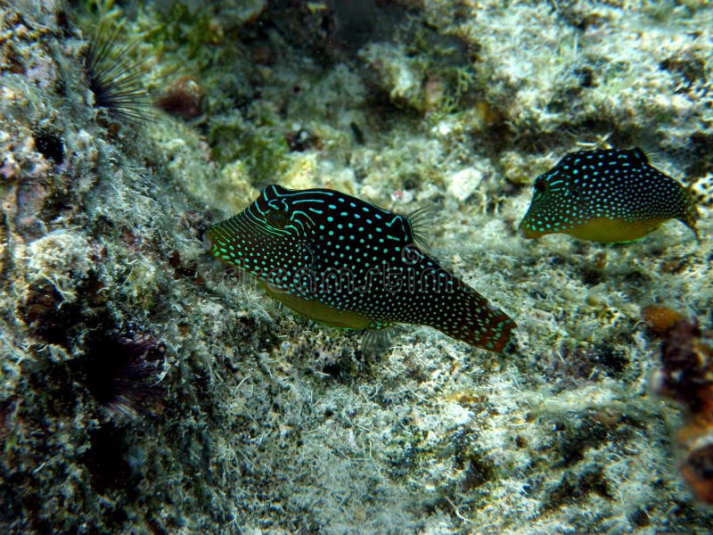 Pair of Rare Honeycomb Toby Puffer Fish Stock Photo - Image of diving ...