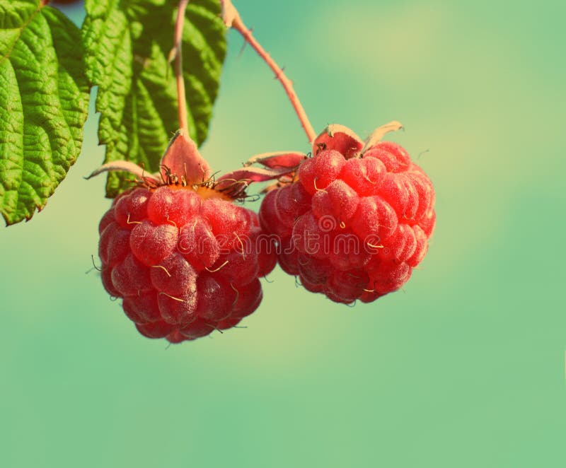 Pair of Raspberry - Vintage Retro Style Stock Photo - Image of branch ...