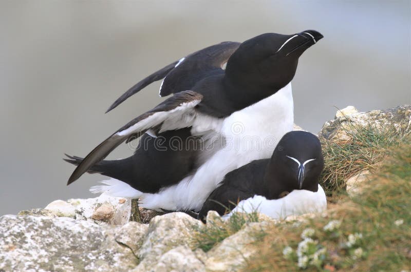 A Pair of Razorbills Mating on Cliff Edge Stock Image - Image of ...