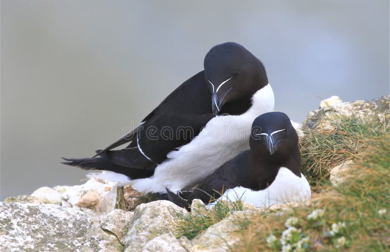A Pair of Razorbills Mating on Cliff Edge Stock Image - Image of cliff ...