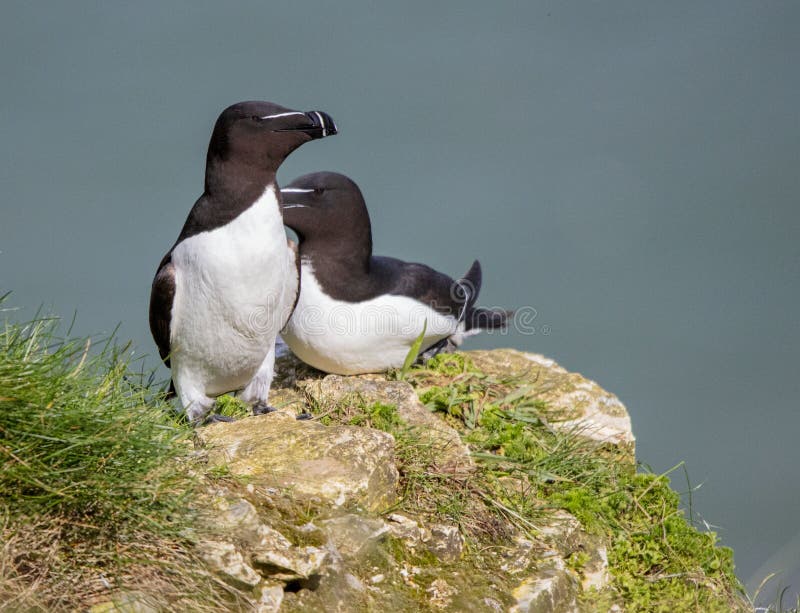Razorbills stock image. Image of wild, blue, causewaycoast - 91971703