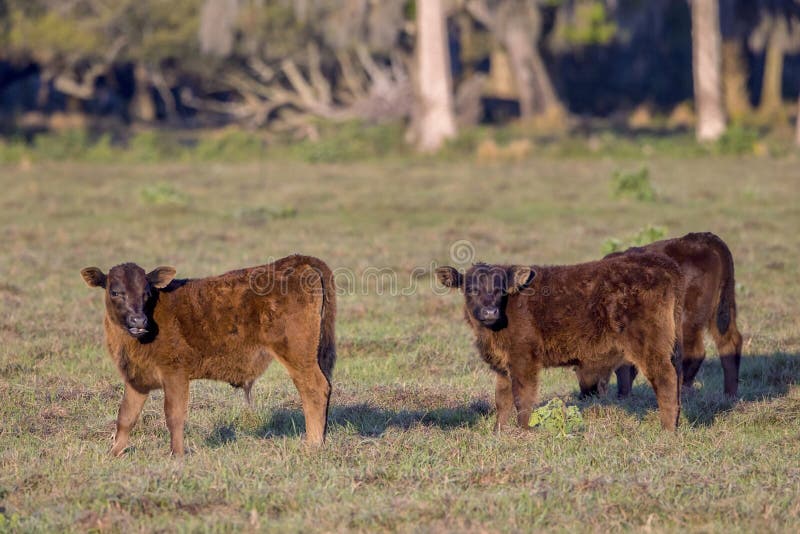 Pair of Red Angus Cattle Calves Stock Image - Image of milk, meat ...