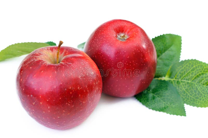 Pair red apples isolated stock photo. Image of ripe, fruit - 81276012