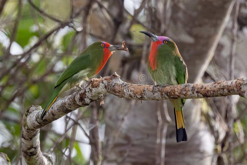 A Pair of Red-bearded Bee-eater Bird on Tree Branch in Sabah, Borneo ...