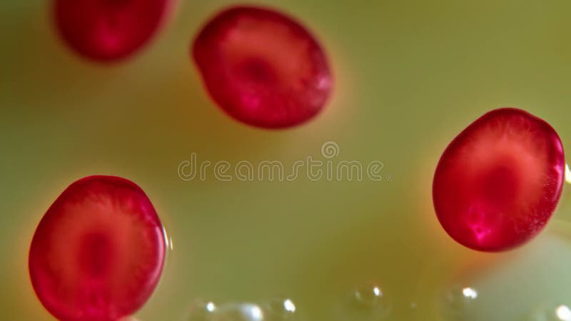 Pair of Red Blood Cells, Slow Motion Medium Shot of Red Blood Cells ...