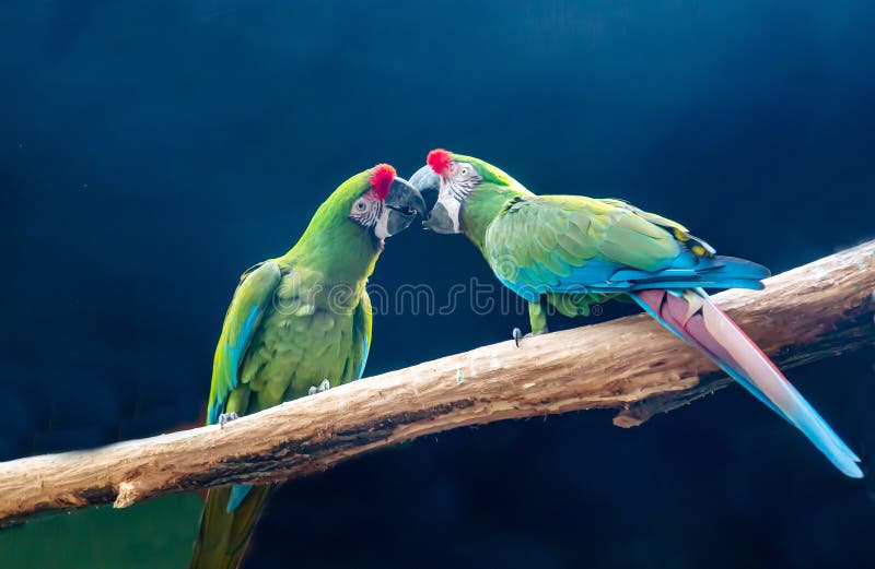 A Pair of Red-browed Amazon Parrots with Beautiful Red Tufts Sitting on ...